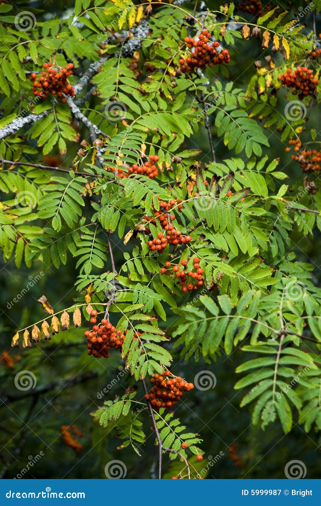Rowan Tree stock image. Image of nature, berries, pattern - 5999987