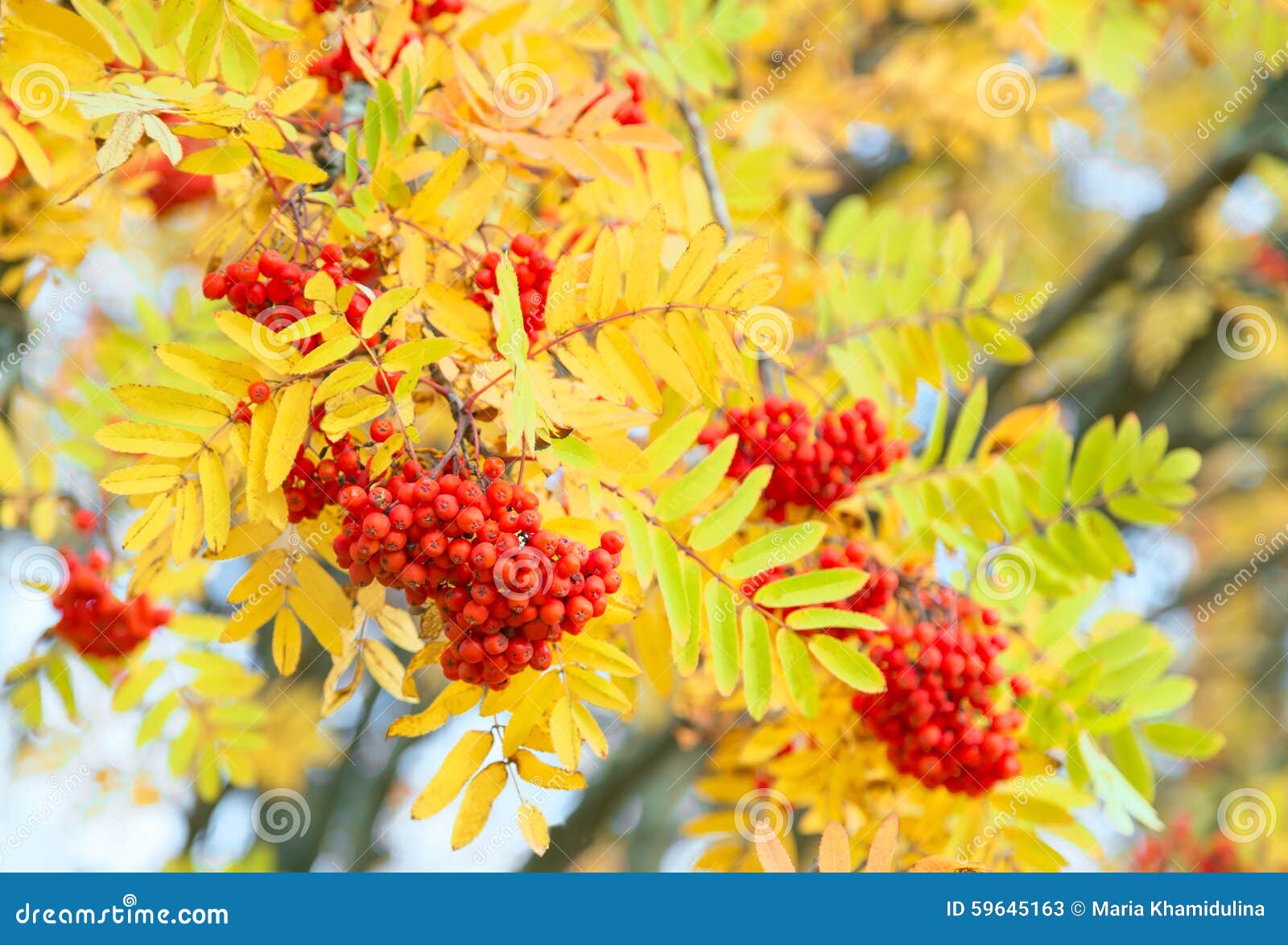 Rowan tree in autumn stock image. Image of ripe, ashberry - 59645163