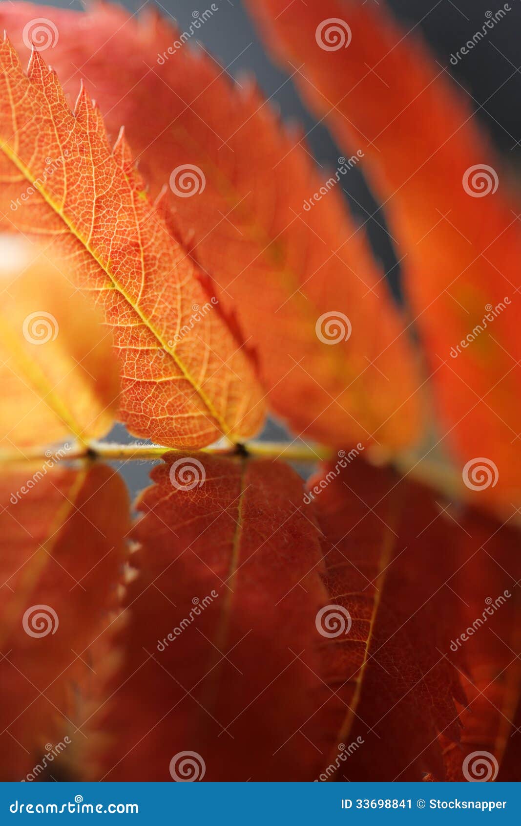 Rowan stock image. Image of orange, closeup, fall, nature - 33698841