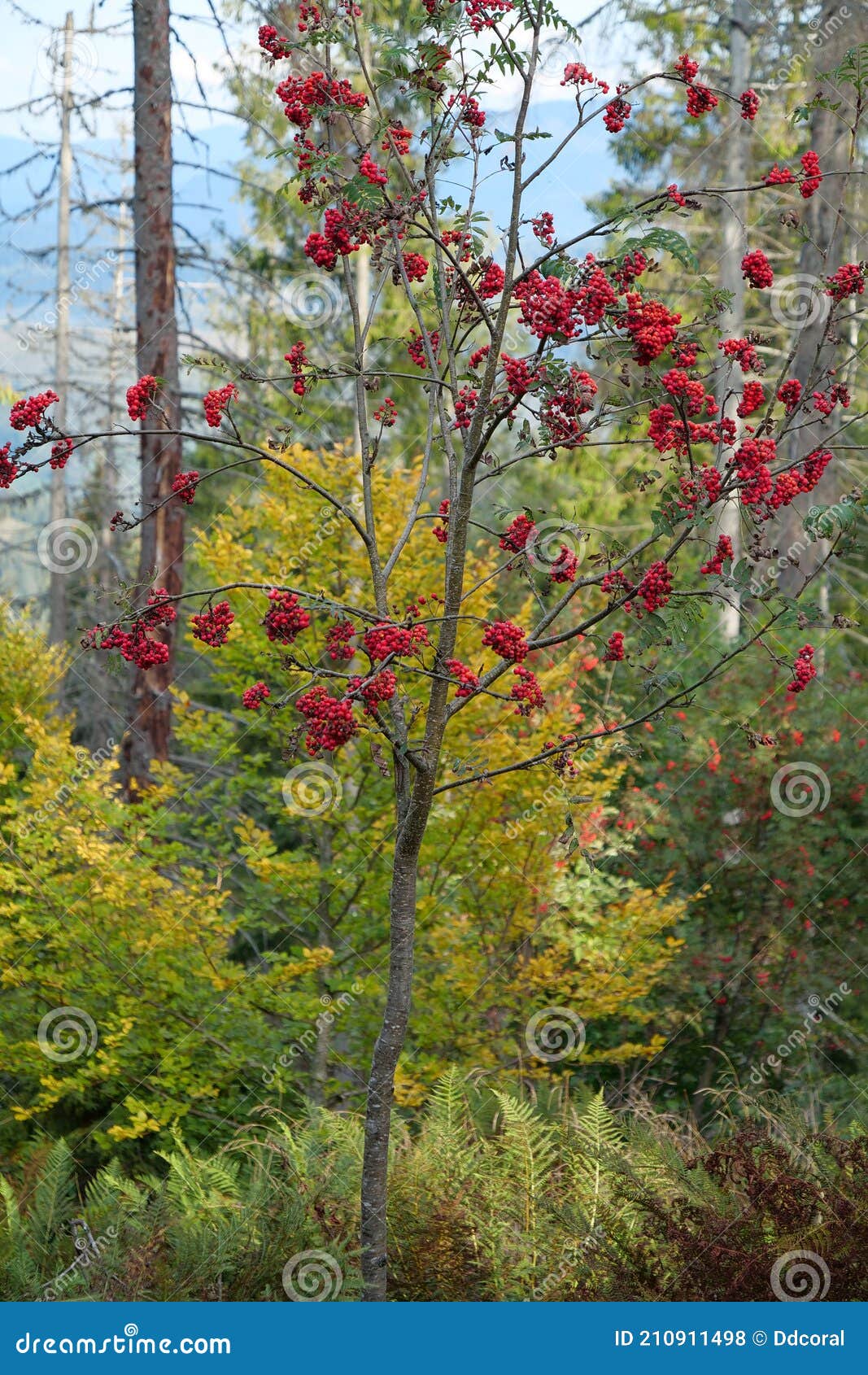 Rowan tree in the forest stock photo. Image of forest - 210911498