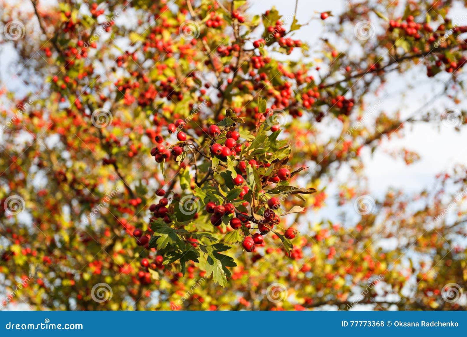 Rowan Tree at Autumn Forest Stock Photo - Image of forest, ashberry ...