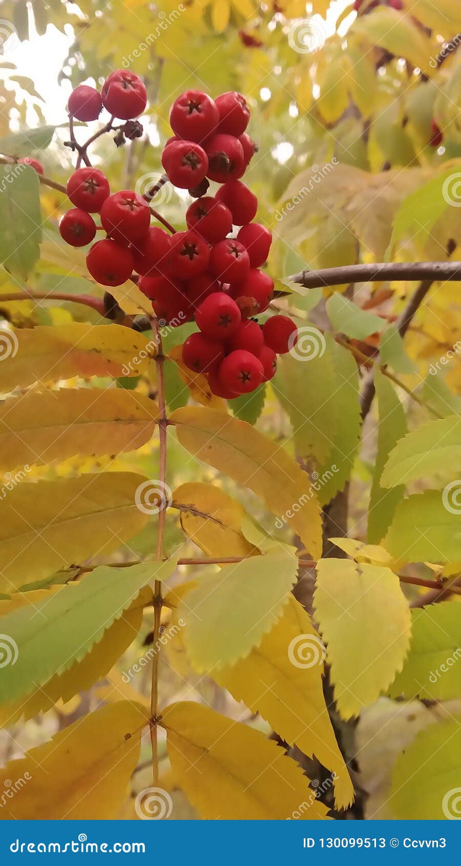 Rowan tree in autumn stock image. Image of trees, rowan - 130099513