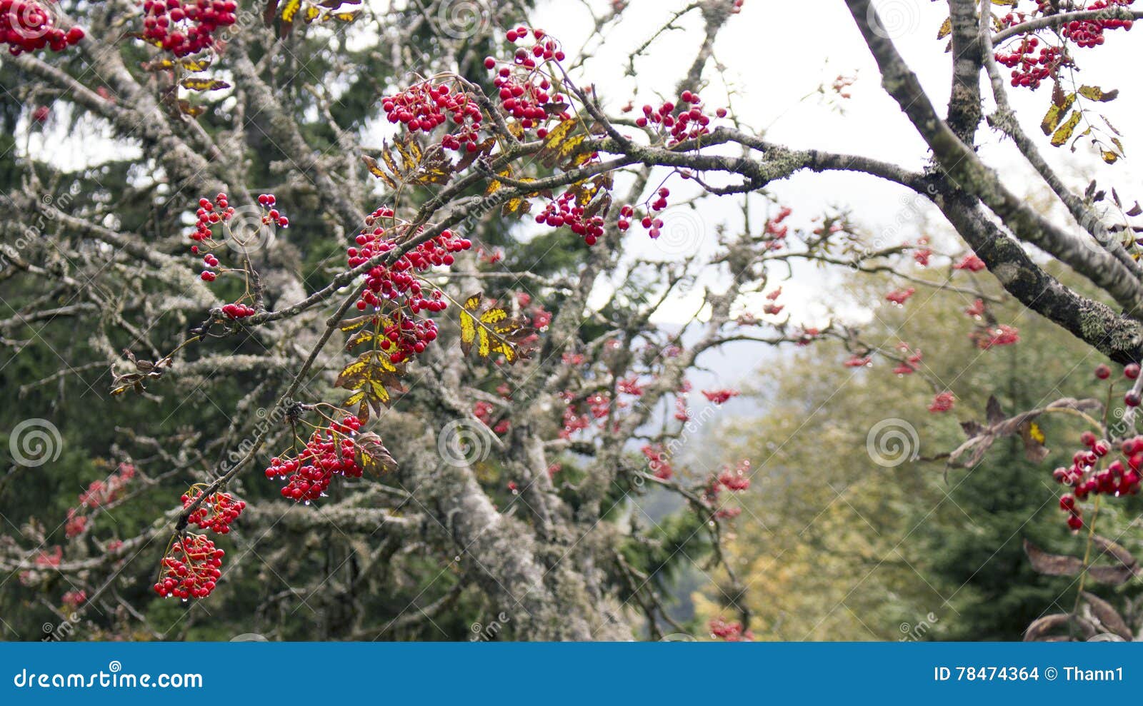 Rowan tree in autumn stock photo. Image of tree, schwarzwald - 78474364