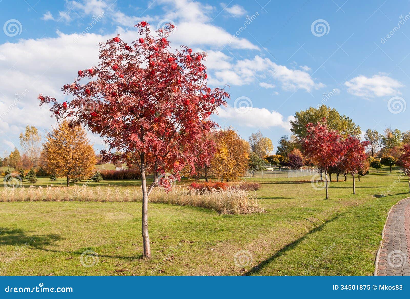 Rowan tree in autumn stock image. Image of gold, scenic - 34501875