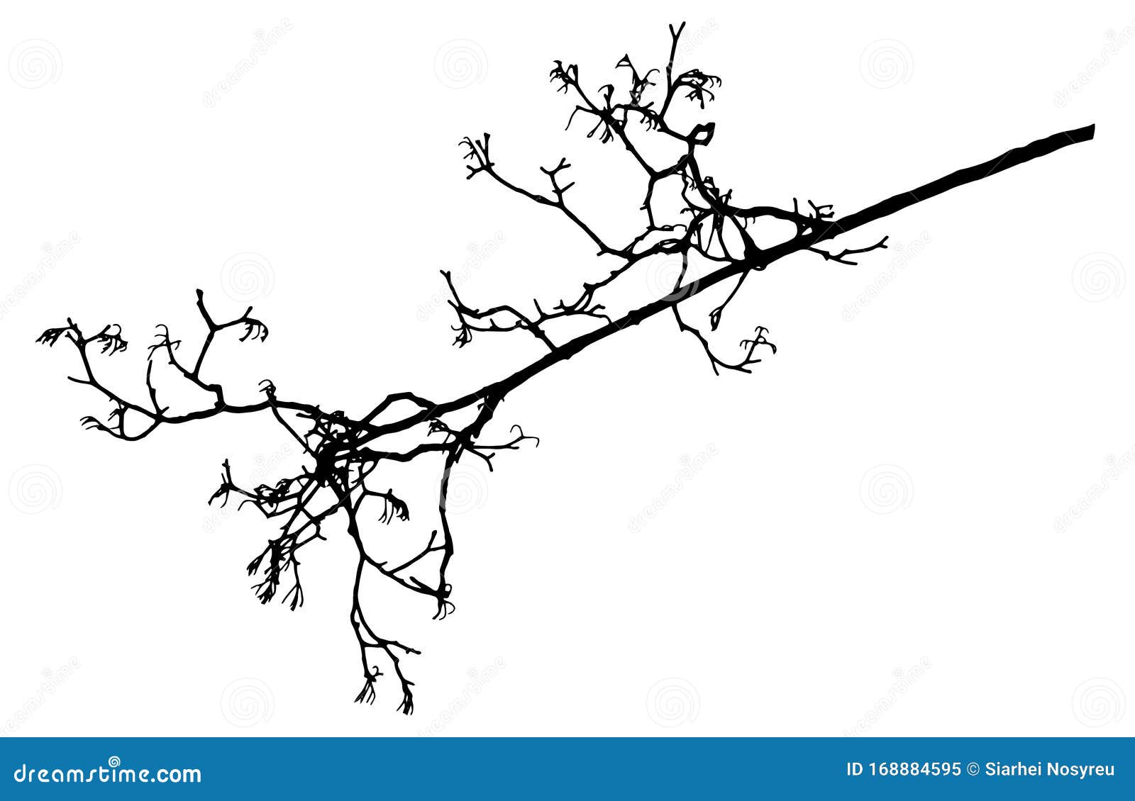 Rowan Tree, Bare Branch Silhouette. Vector Illustration Stock Vector ...