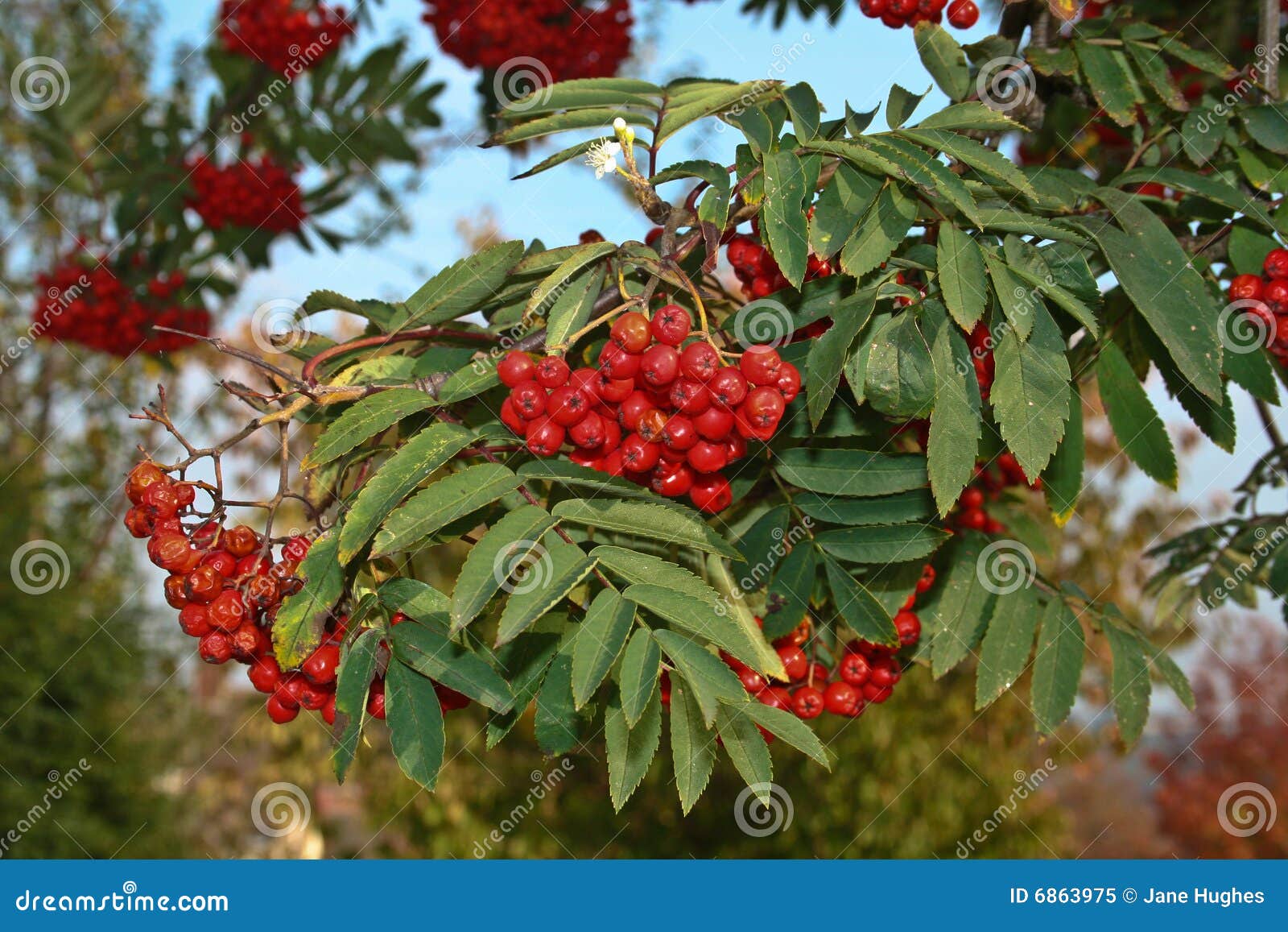 Rowan tree berries stock image. Image of colours, leaves - 6863975