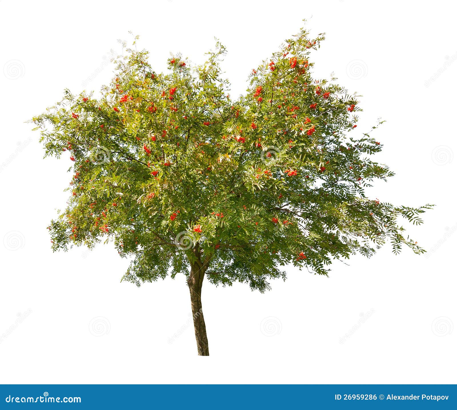 Rowan Tree with Berries Isolated on White Stock Photo - Image of object ...