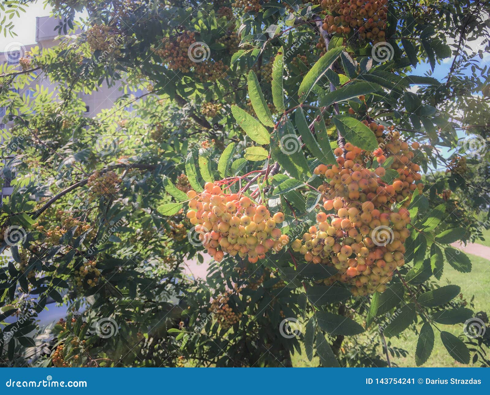Rowan Tree Berries almost Red Stock Image - Image of beautiful ...