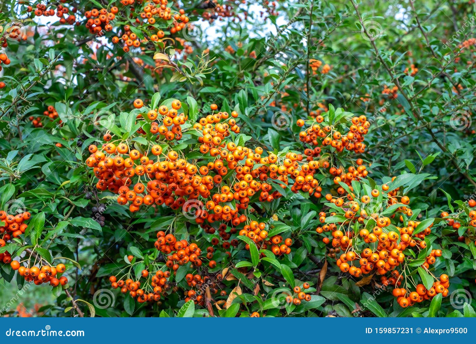 Rowan tree with berries stock image. Image of group - 159857231