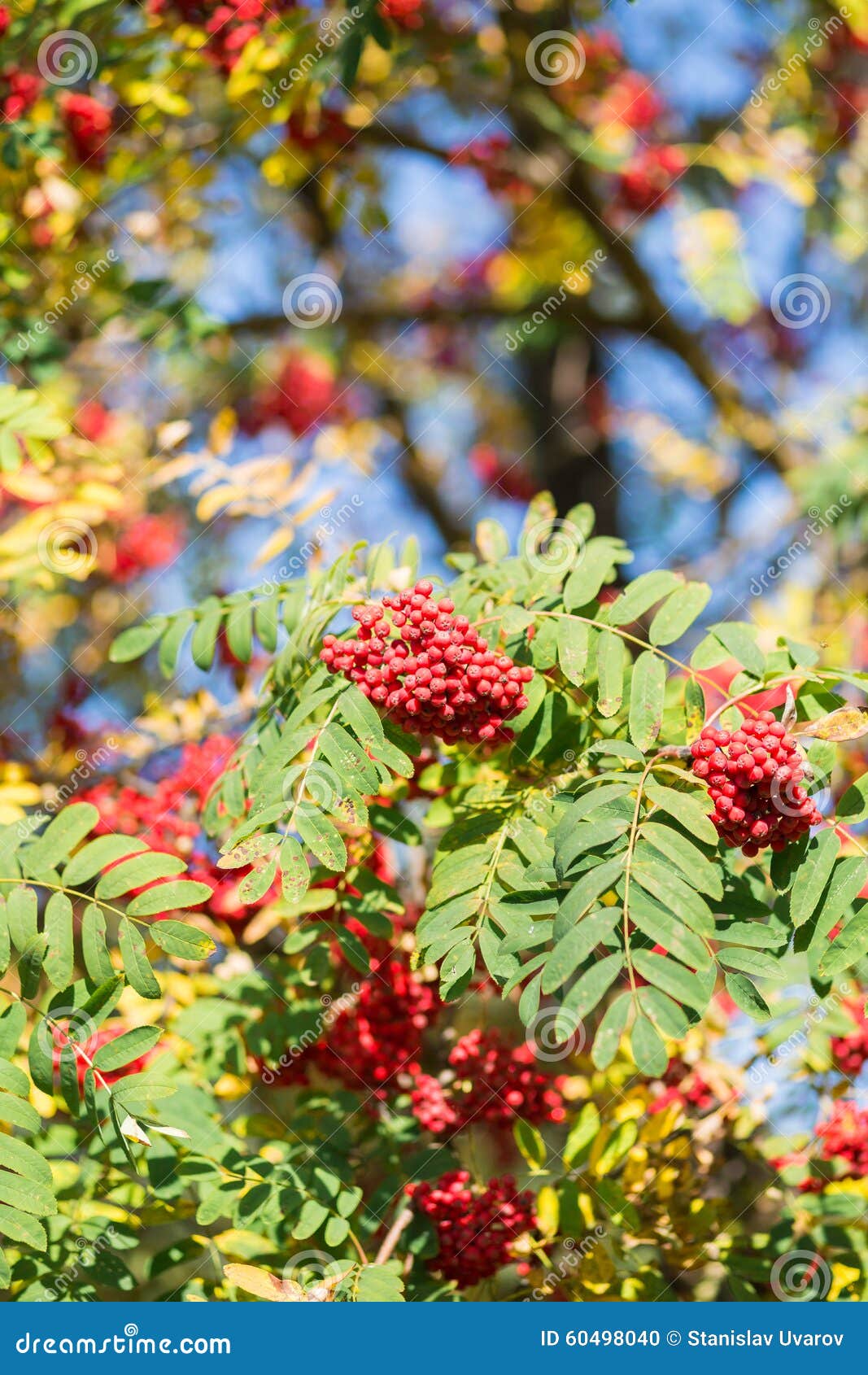 Rowan tree stock photo. Image of outdoors, branch, medicine - 60498040