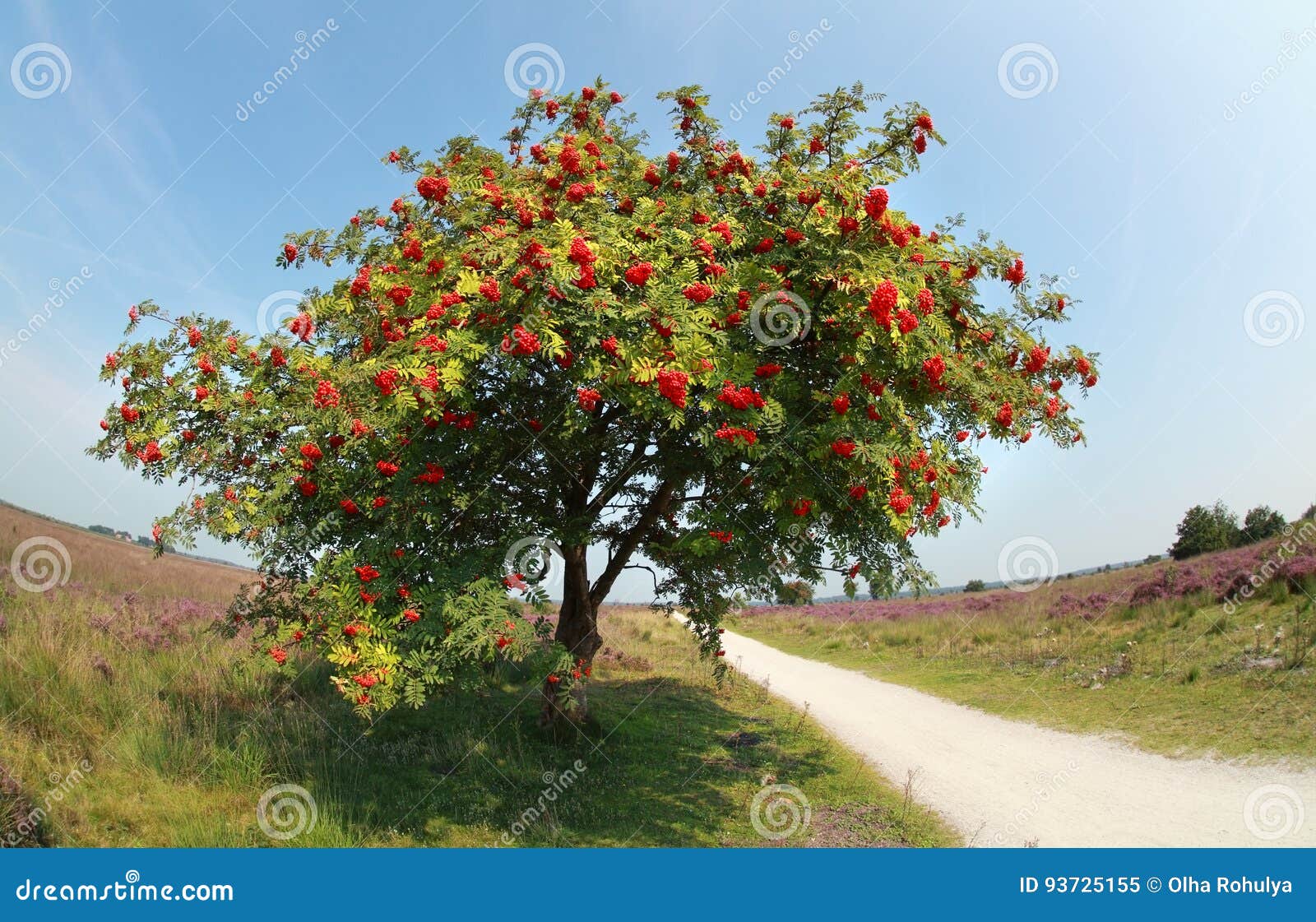 Rowan Tree with Berries in Summer Stock Image - Image of sunny, plant ...