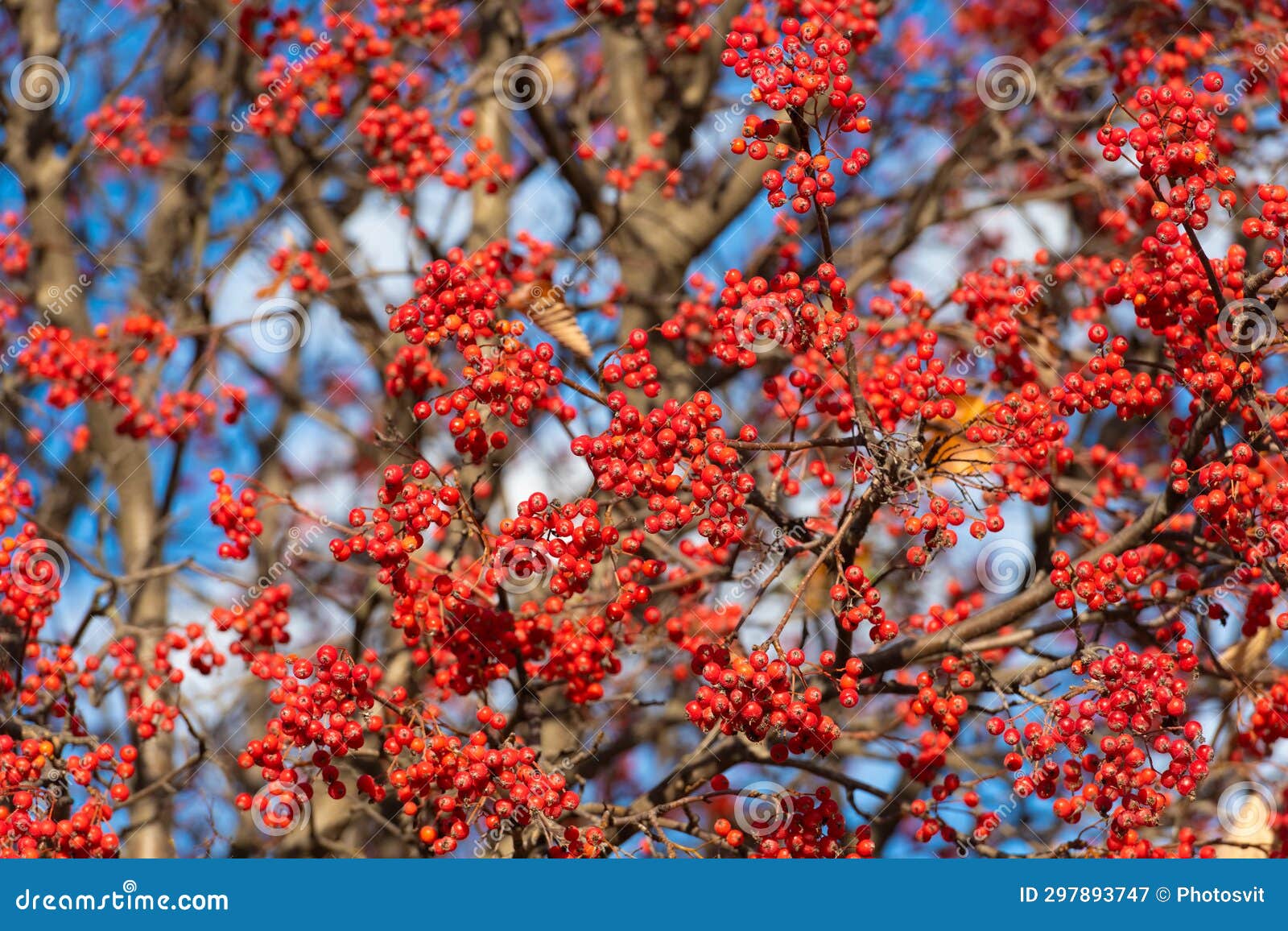 Rowan Tree with Berry on Branch and Sky Background Stock Image - Image ...