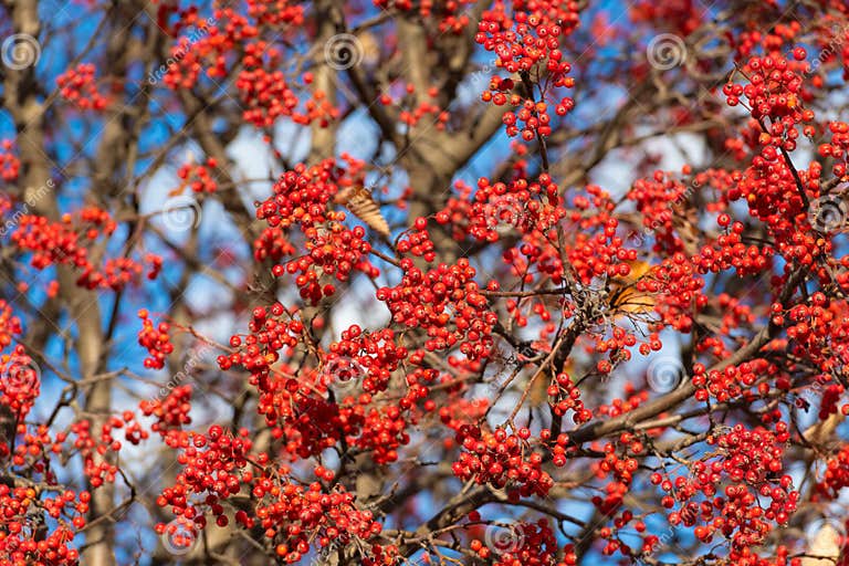 Rowan Tree with Berry on Branch and Sky Background Stock Image - Image ...