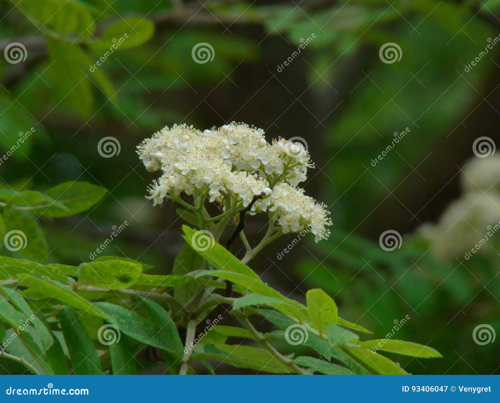 Rowan-tree blossom stock image. Image of plant, garden - 93406047