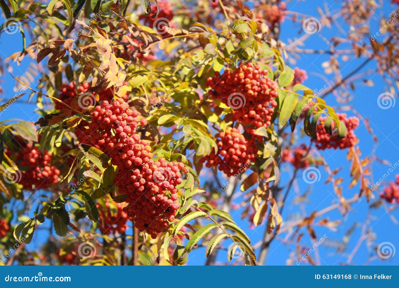 Rowan Tree on Blue Sky Background Stock Photo - Image of green, gourmet ...