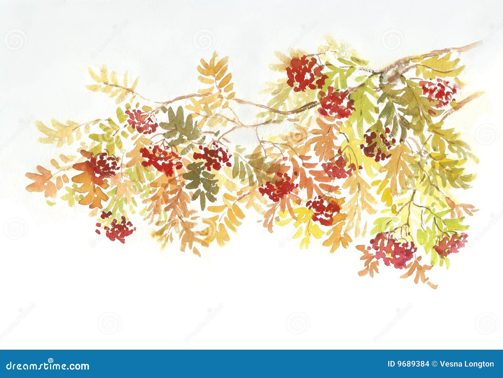 Rowan tree branch stock illustration. Illustration of branch - 9689384