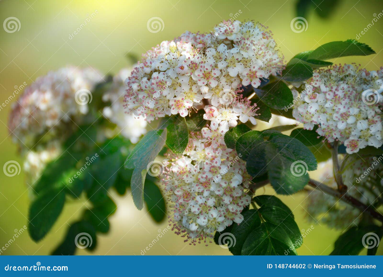 Rowan Tree Branch Blooming. Spring Blossoms Background Stock Photo ...