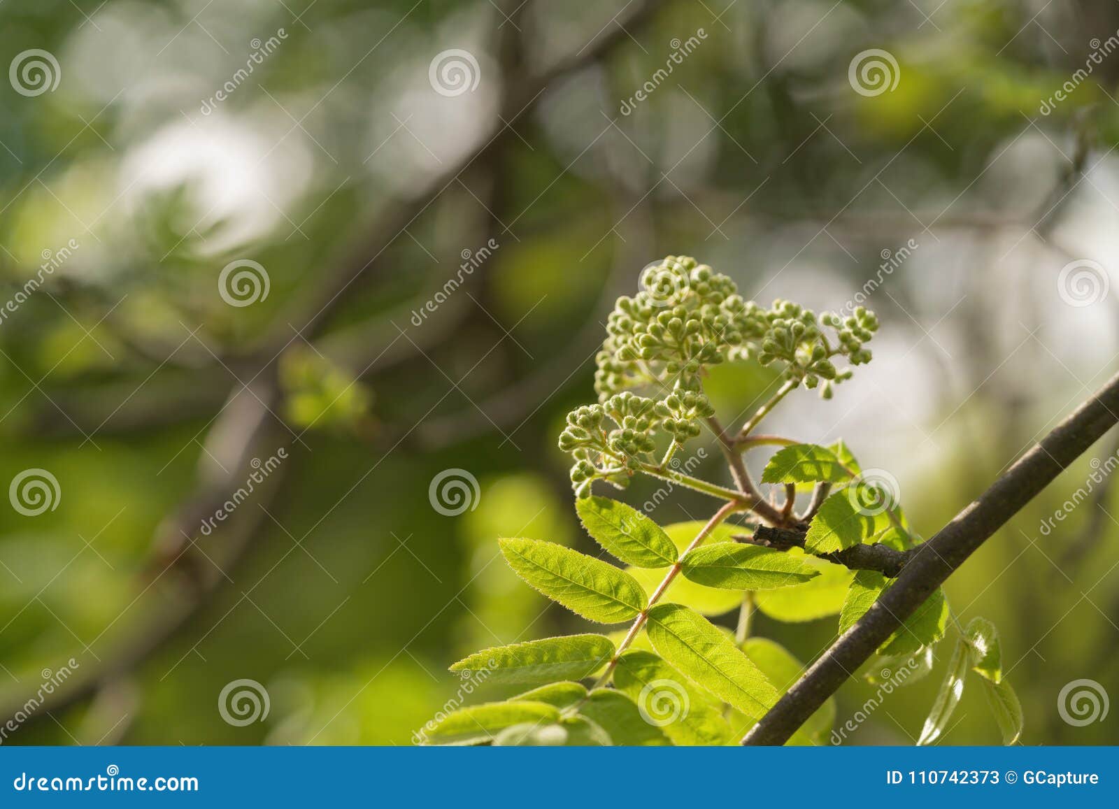 Rowan Tree Branch with Buds on a Spring Morning Stock Image - Image of ...