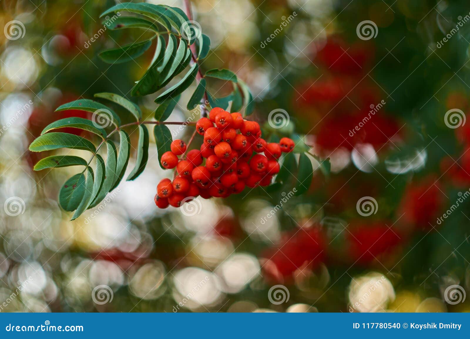 Rowan Tree Branch Close Up. Stock Photo - Image of autumn, bunch: 117780540