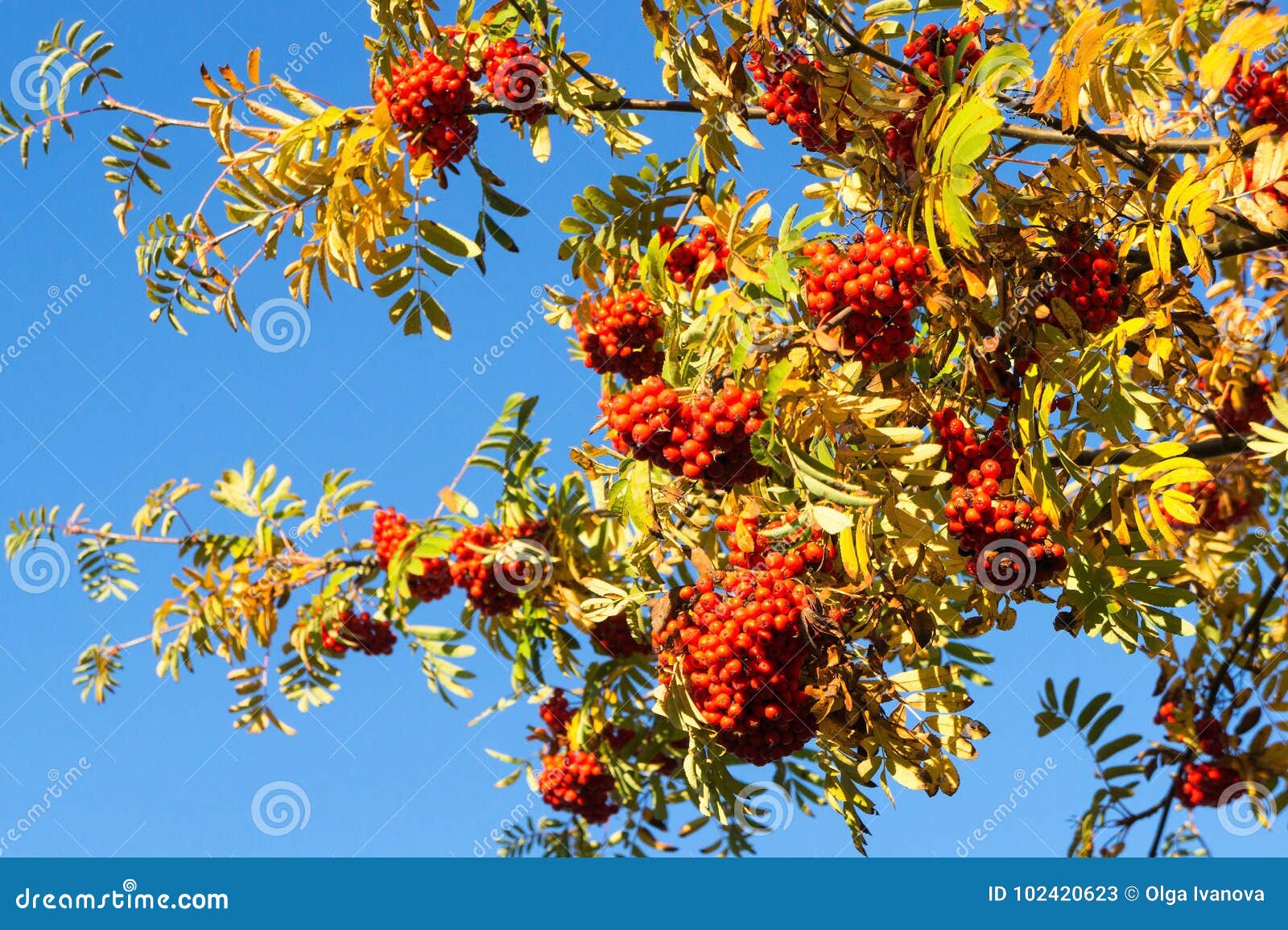 Rowan Tree Branch in Fall Colors Stock Image - Image of forest, orange ...