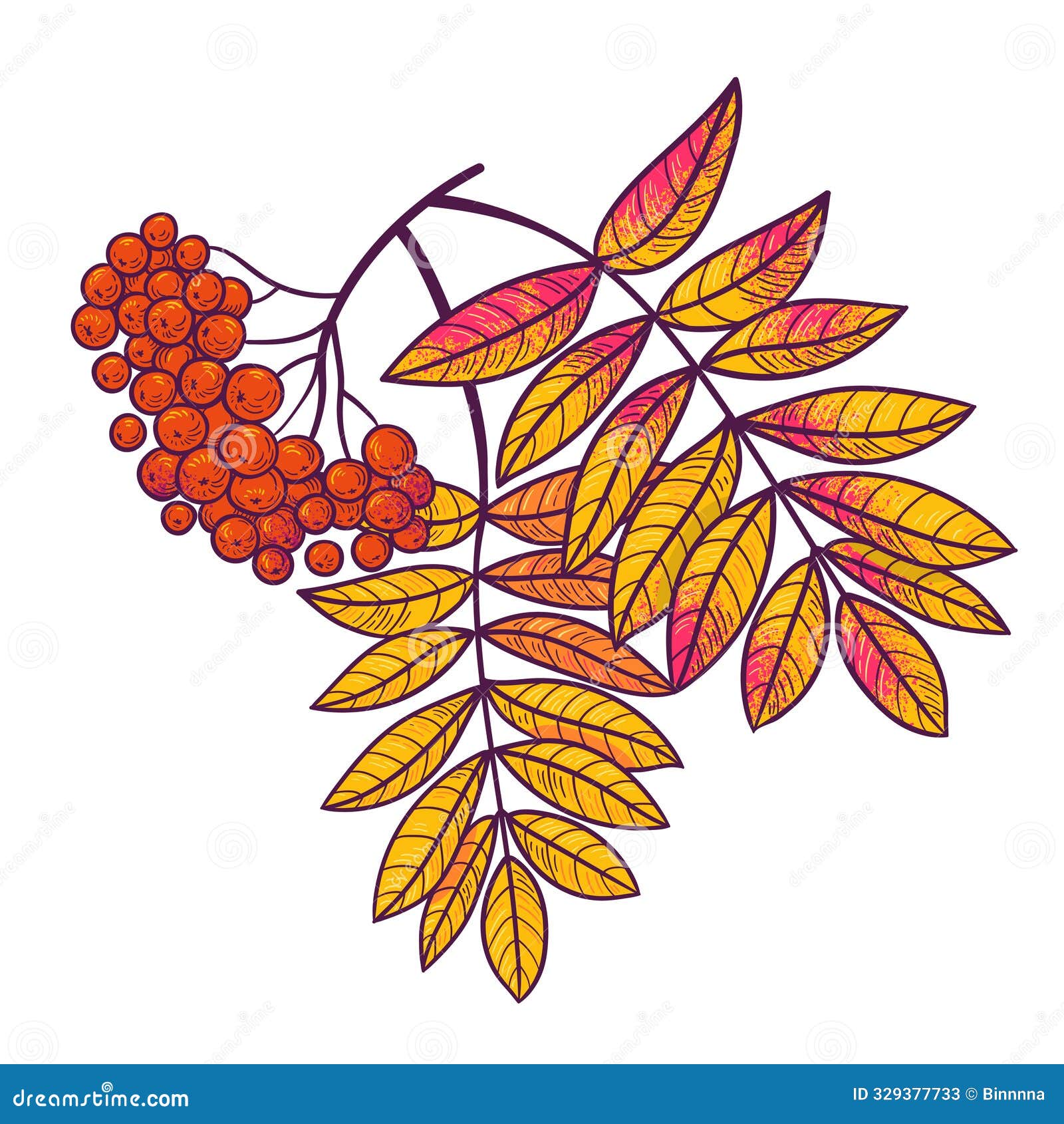 Rowan Tree Branch with Leaves and Berries. Autumn Design Stock ...