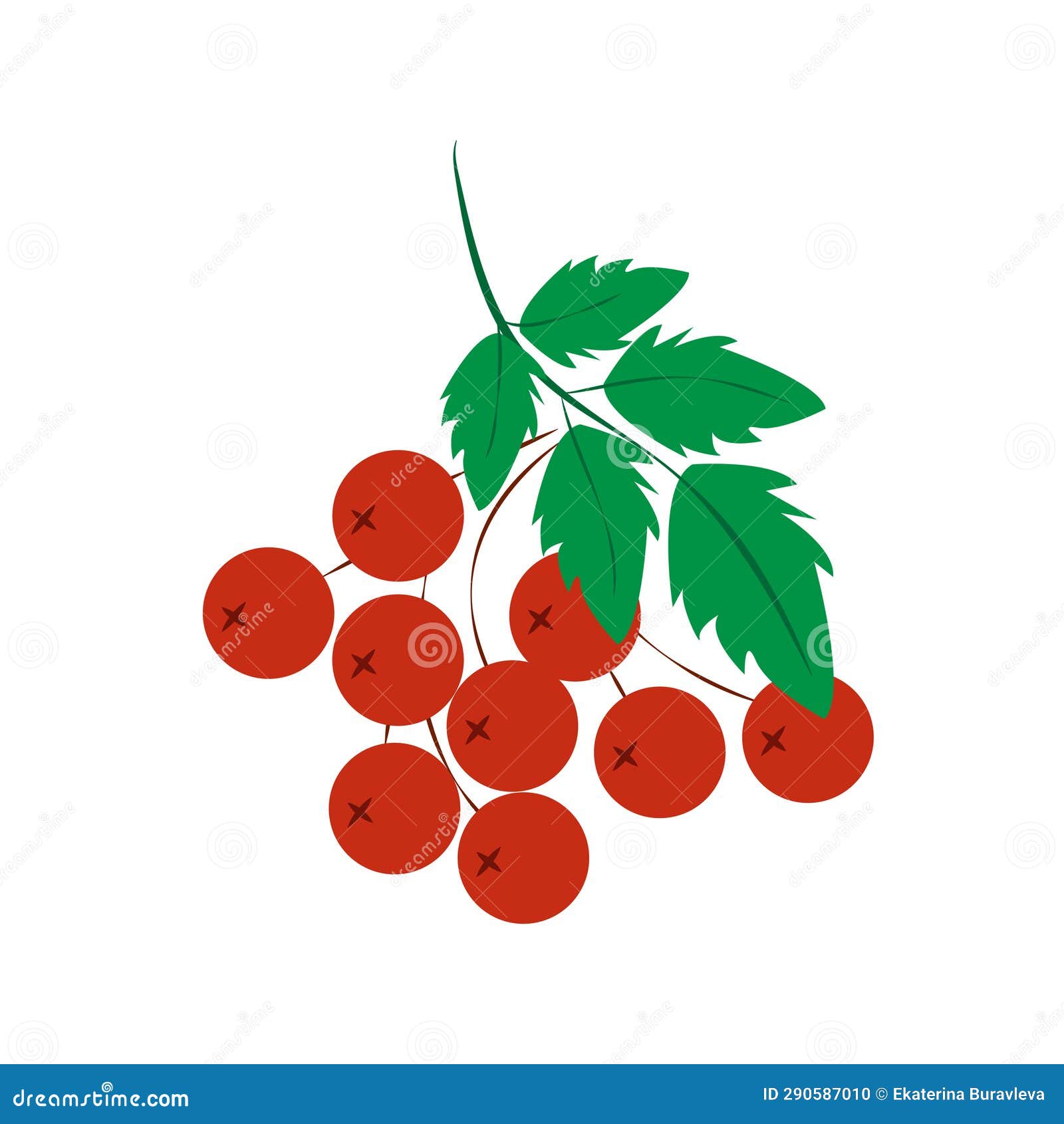 Rowan Tree Branch with Leaves and Berries. Vector Illustration Isolated ...