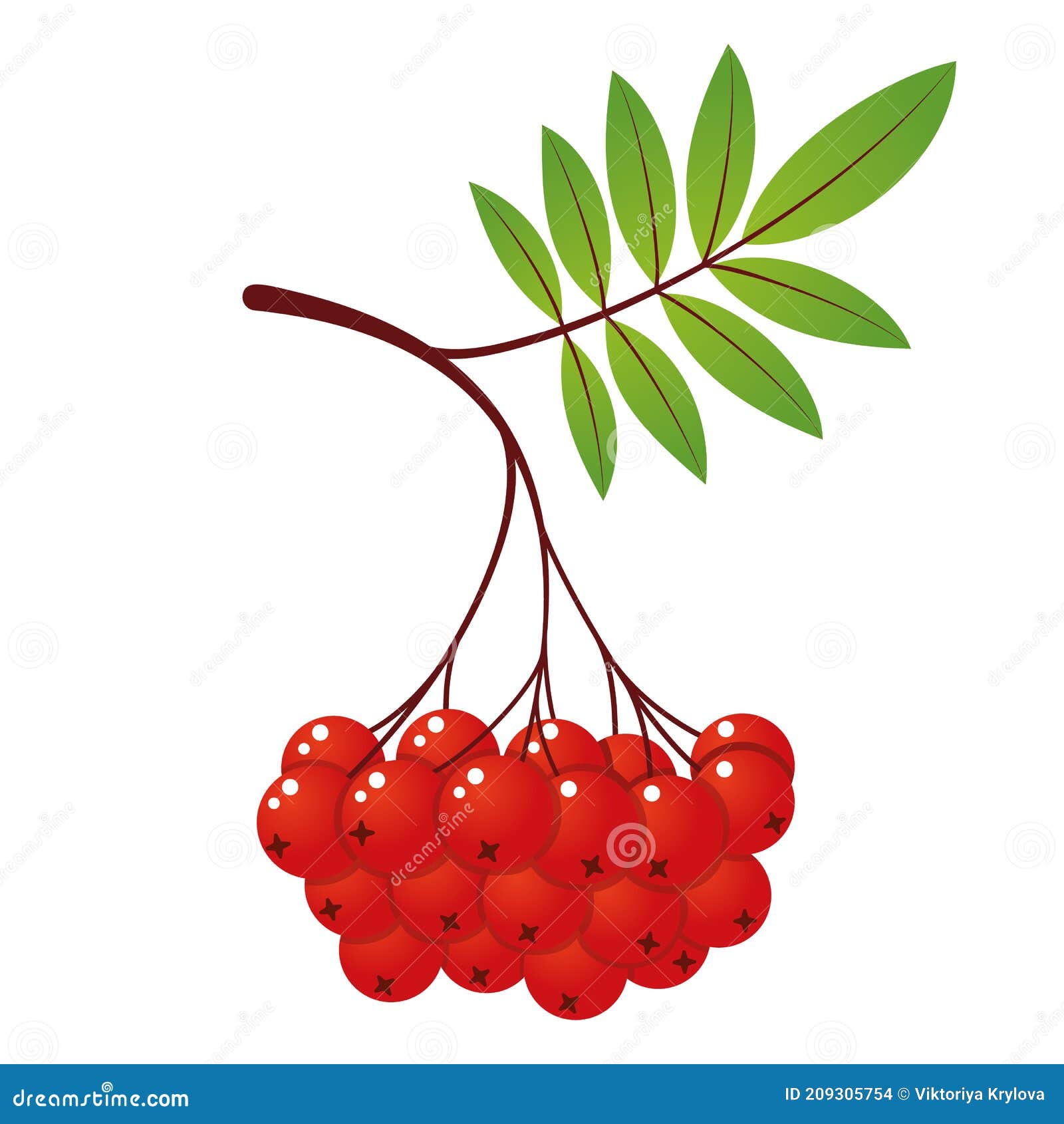 Rowan Tree Branch with Leaves and Berries. Vector Illustration Isolated ...