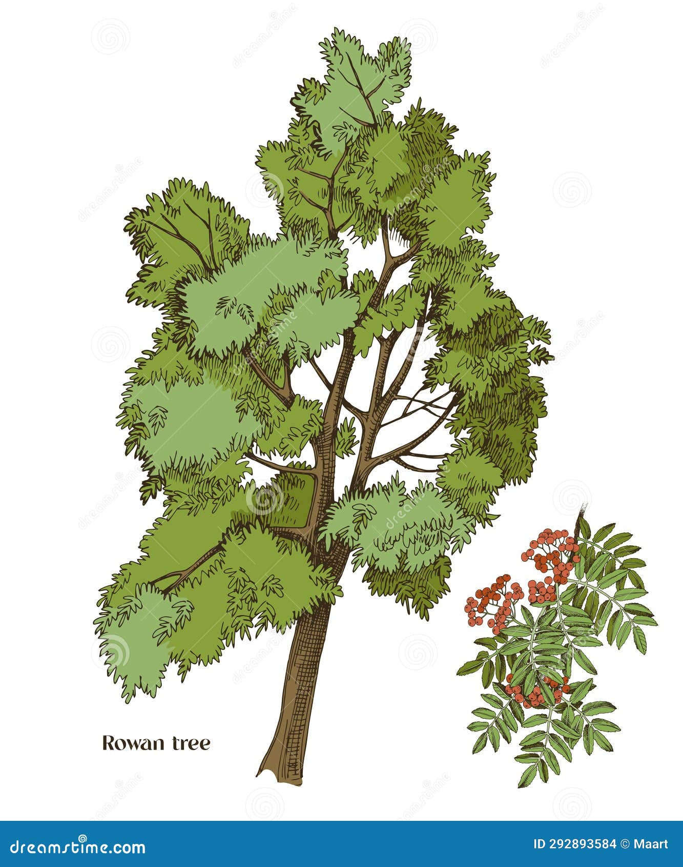 Rowan Tree and Rowan Branch Vector Stock Vector - Illustration of trunk ...