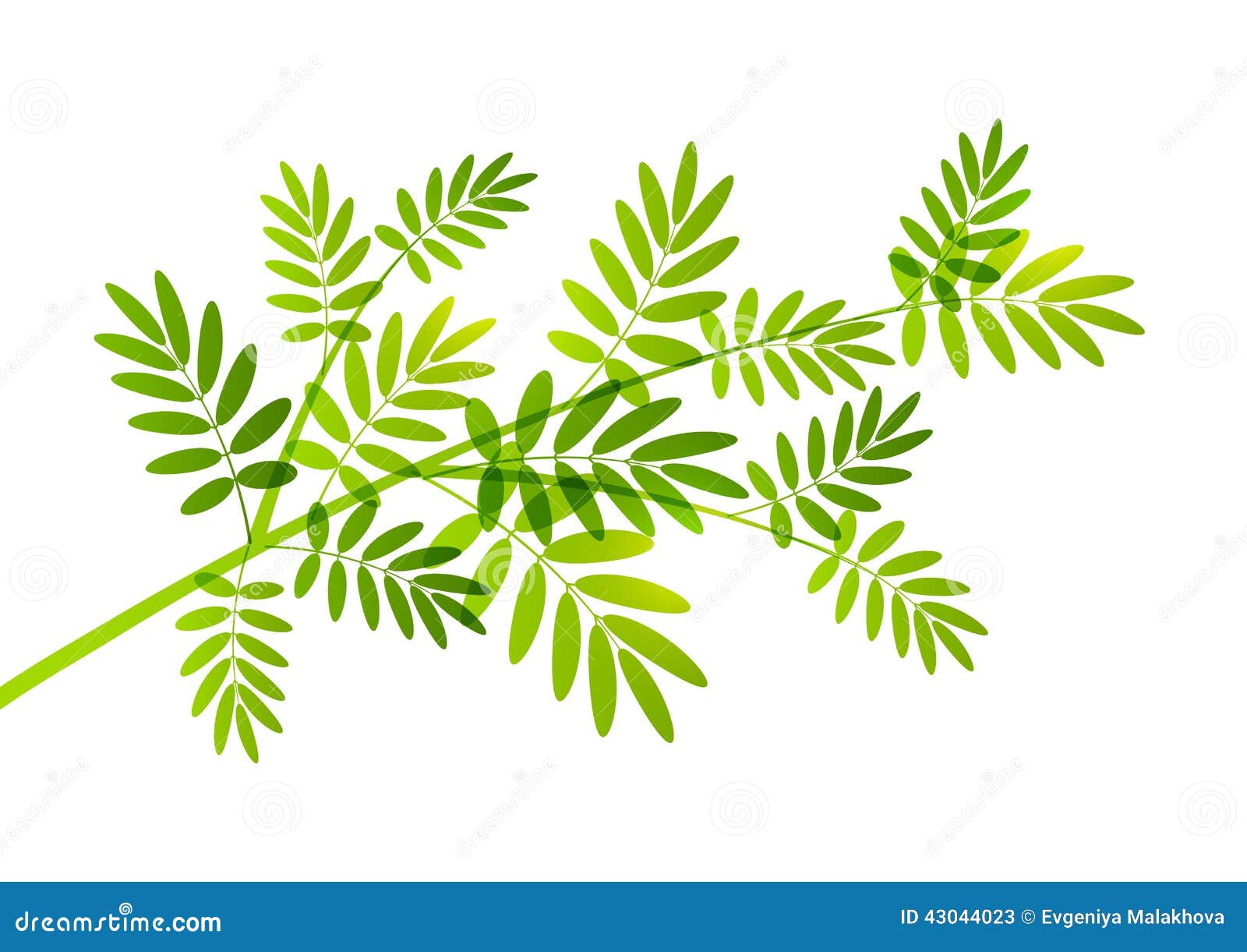 Rowan tree branch stock vector. Illustration of plant - 43044023