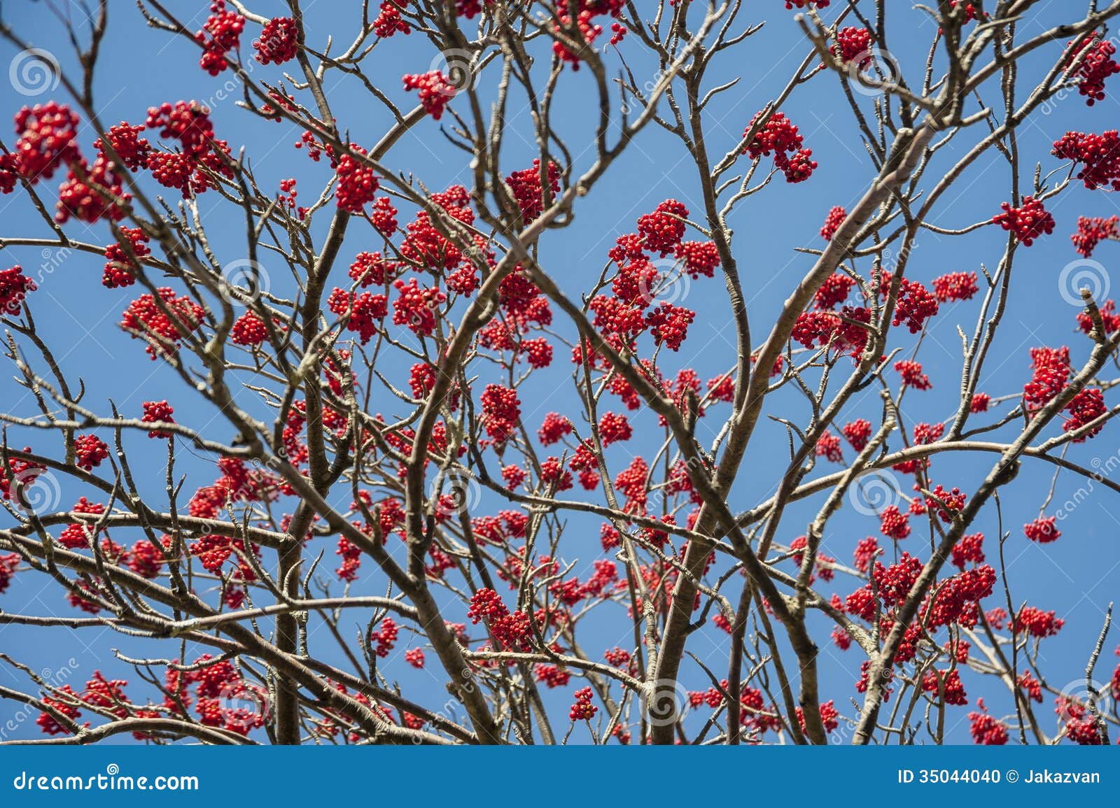 Rowan Tree Branches with Fruit Stock Photo - Image of detail, tree ...