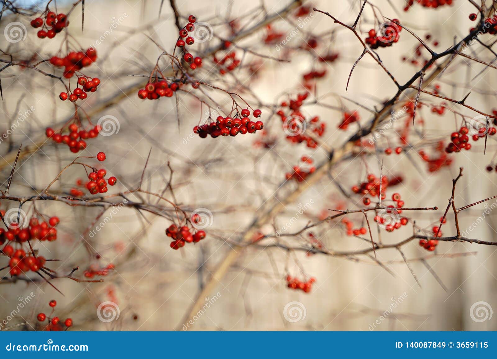 Rowan tree branches stock image. Image of wild, outdoor - 140087849