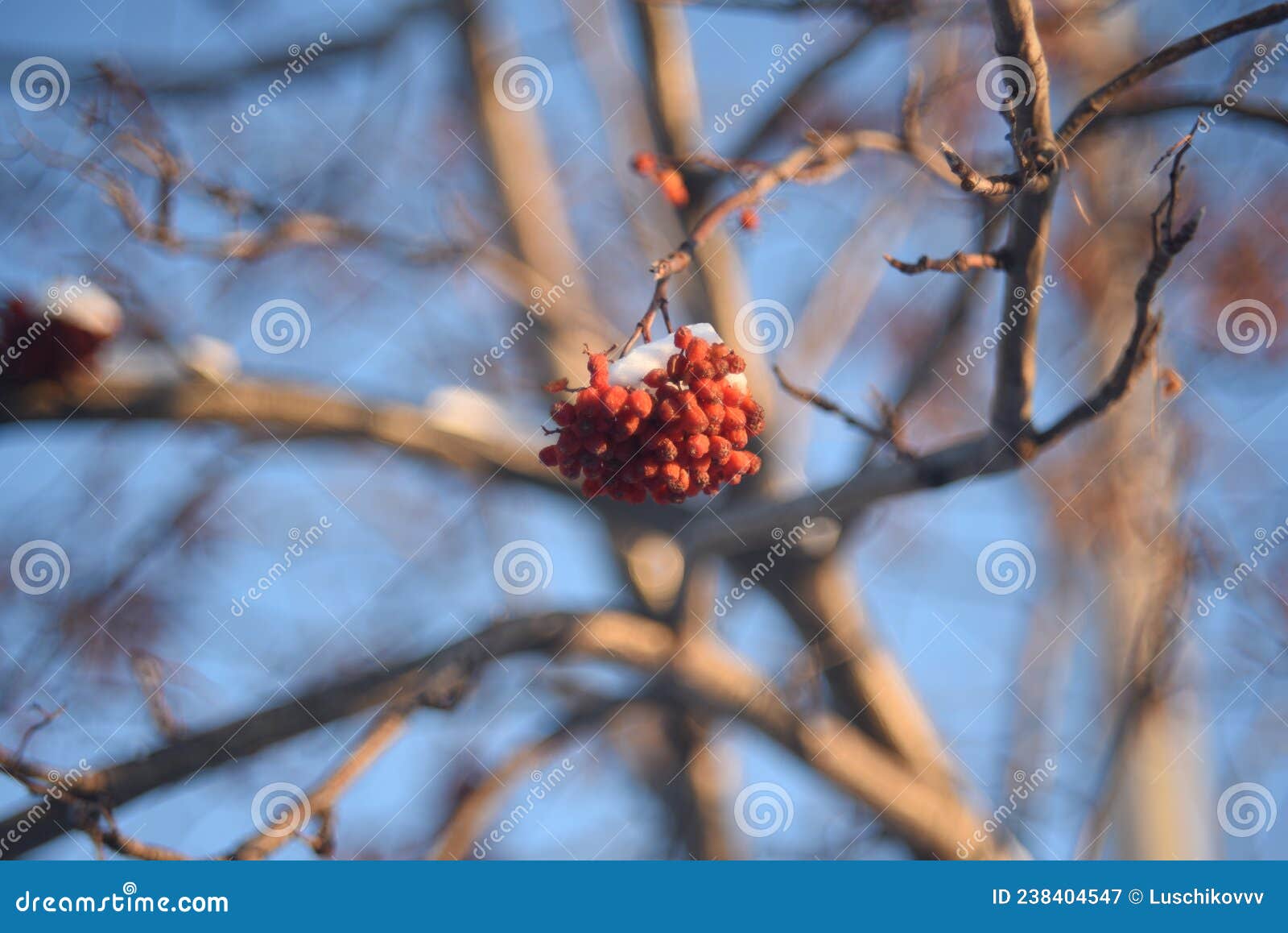 Rowan Tree and Branches in Winter in the Garden Stock Image - Image of ...