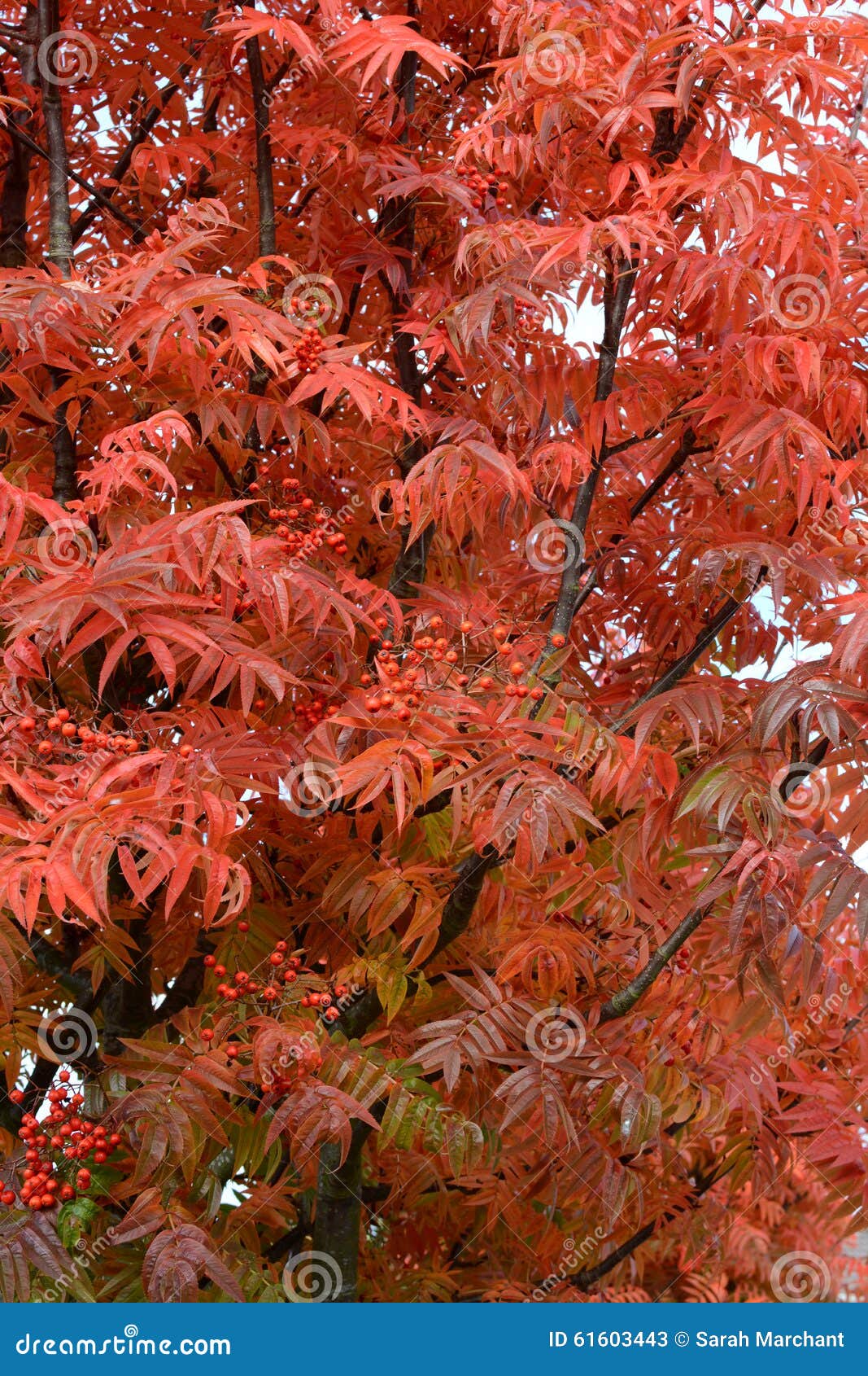 Rowan Tree with Bright Red Leaves Stock Image - Image of nature ...