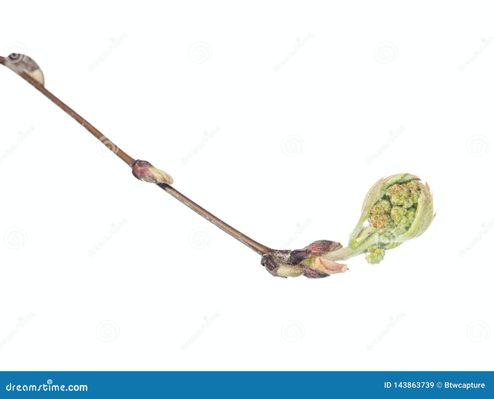 Rowan tree with buds stock image. Image of background - 143863739