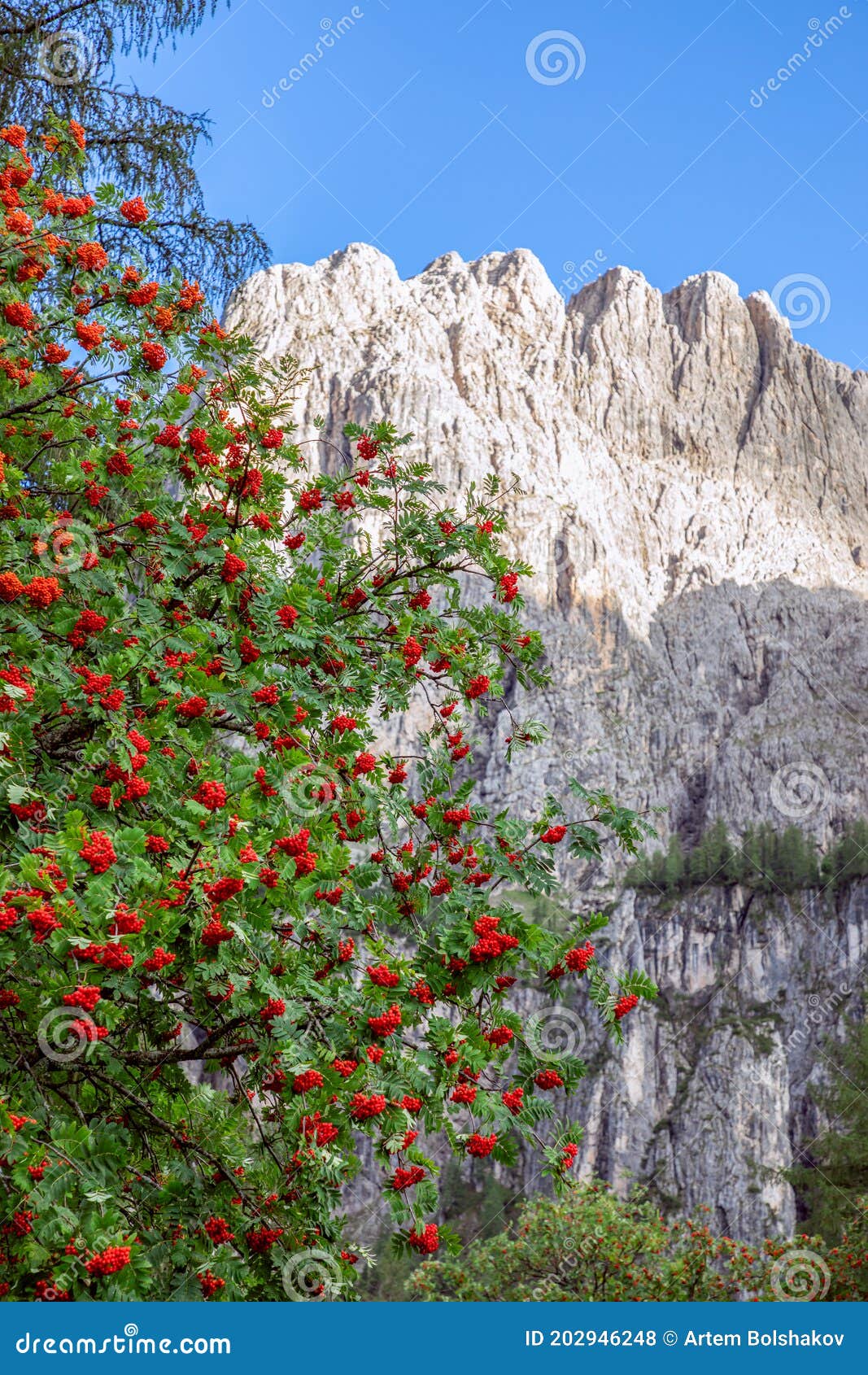 Rowan Tree with Bunches of Red Rowan on a Background of Mountains Stock ...