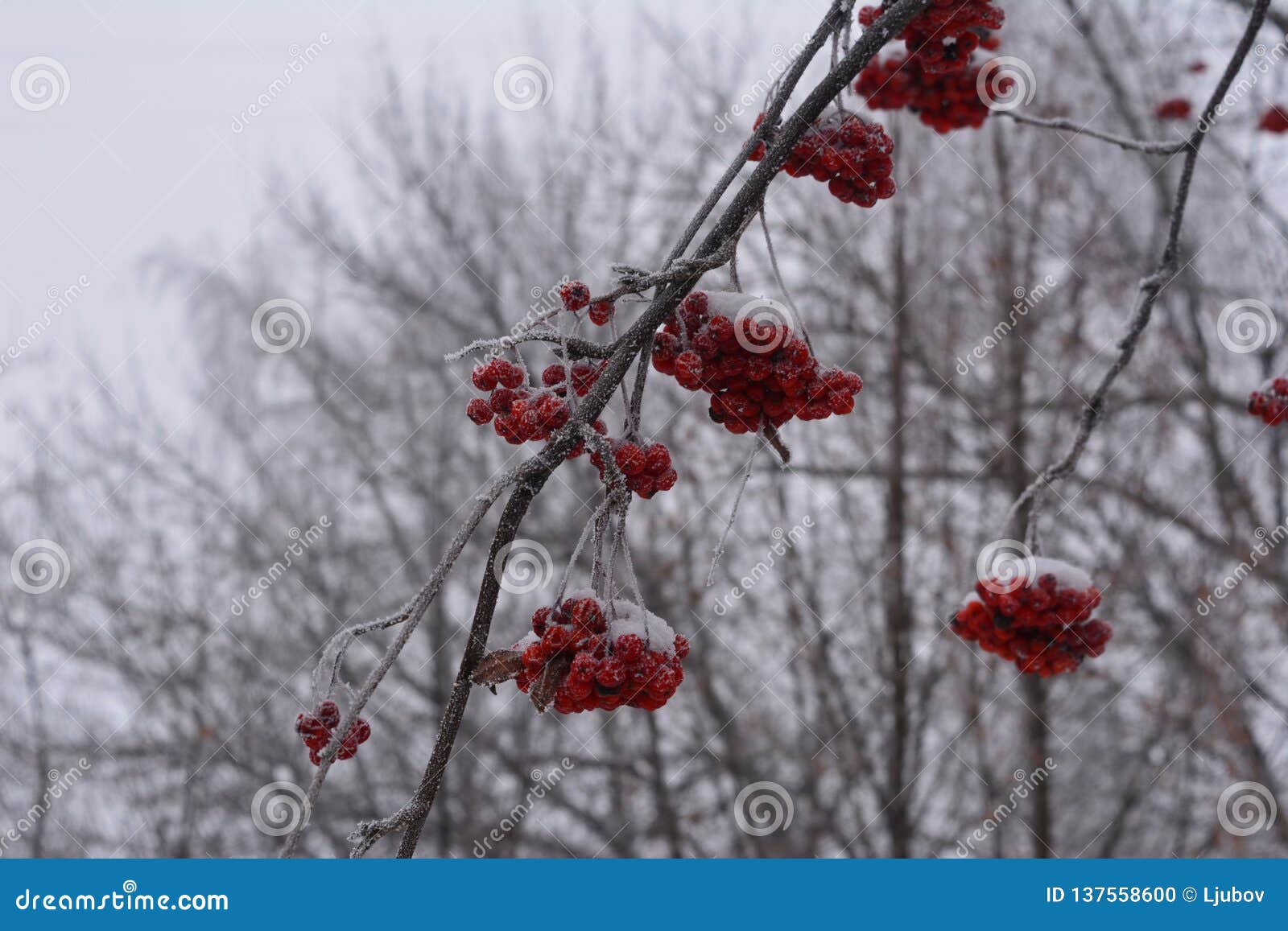 Rowan Tree with Bunches of Red Berries with Hoarfrost. Winter Scene ...