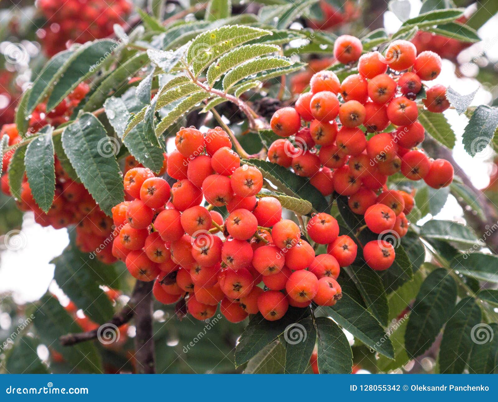 Rowan Tree Close-up of Bright Rowan Berries on a Tree Stock Photo ...