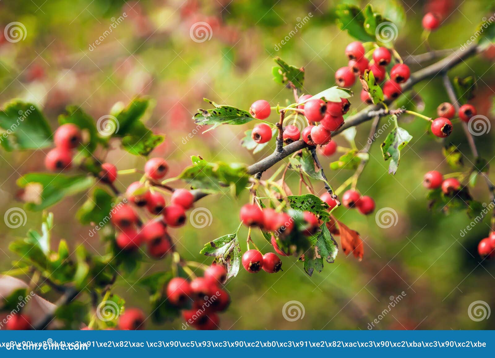 Rowan Tree, Close-up of Bright Rowan Berries on a Tree Stock Photo ...