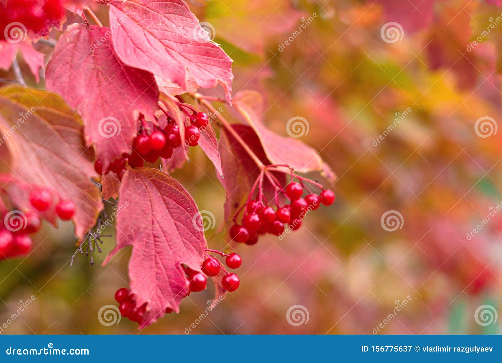 Rowan Tree, Close-up of Bright Rowan Berries on a Tree. Large Bunches ...