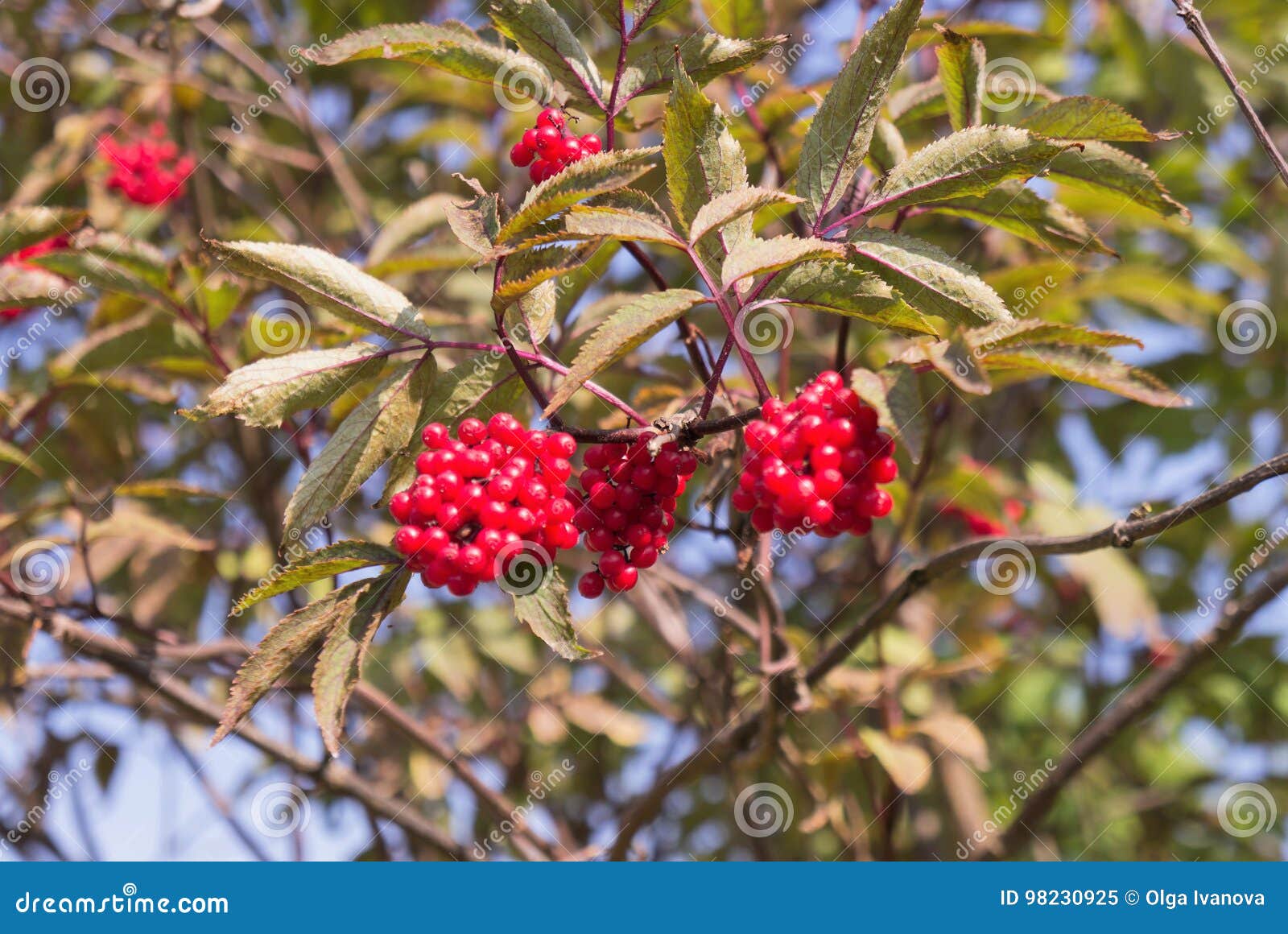 Rowan Tree at the End of Summer Stock Image - Image of plant, bunch ...