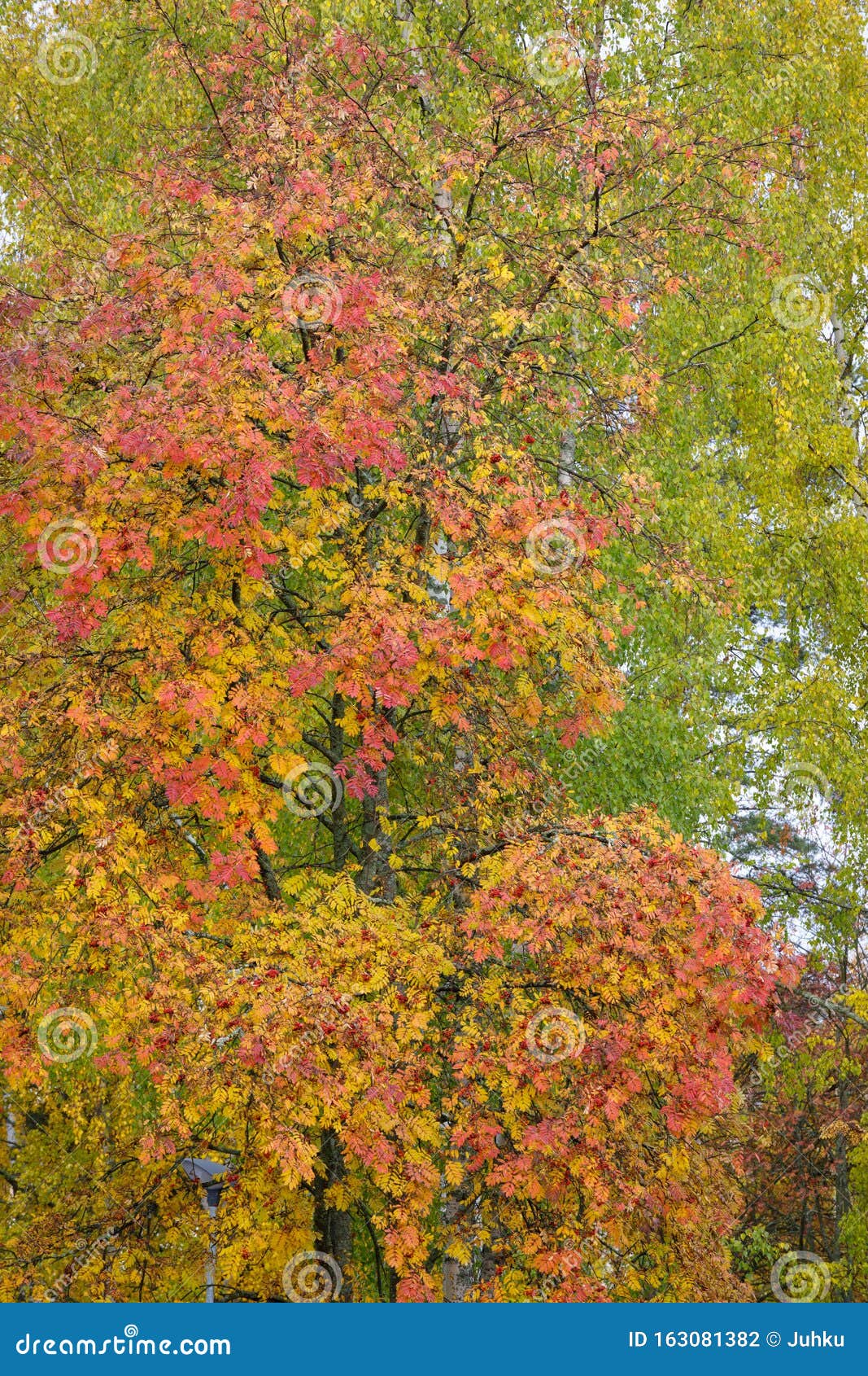 Rowan Tree Foliage in Autumn Colors Stock Photo - Image of vivid, park ...