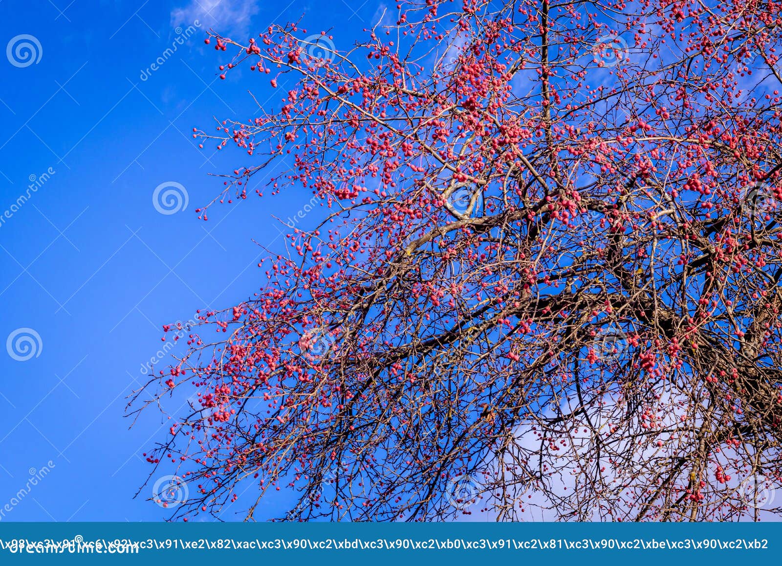 Rowan tree without foliage stock photo. Image of leaf - 259336856