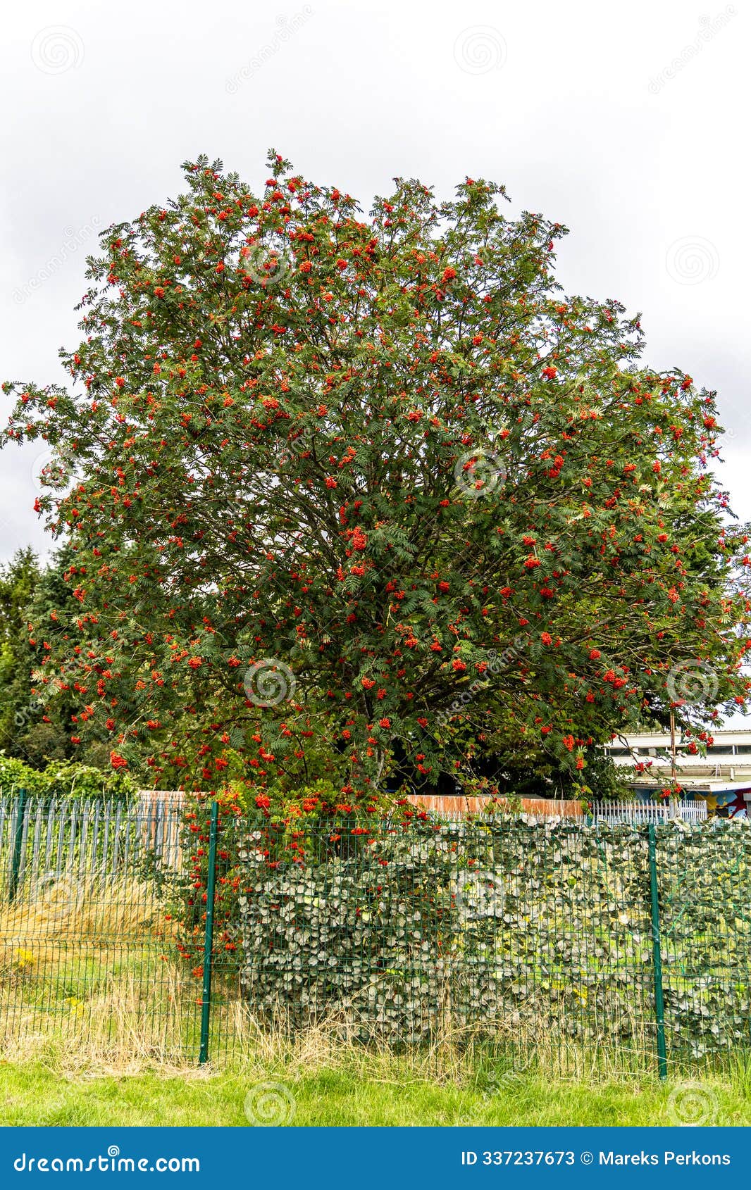 Rowan Tree Full of Berries, Sorbus Aucuparia, Tree Also Called Rowan ...