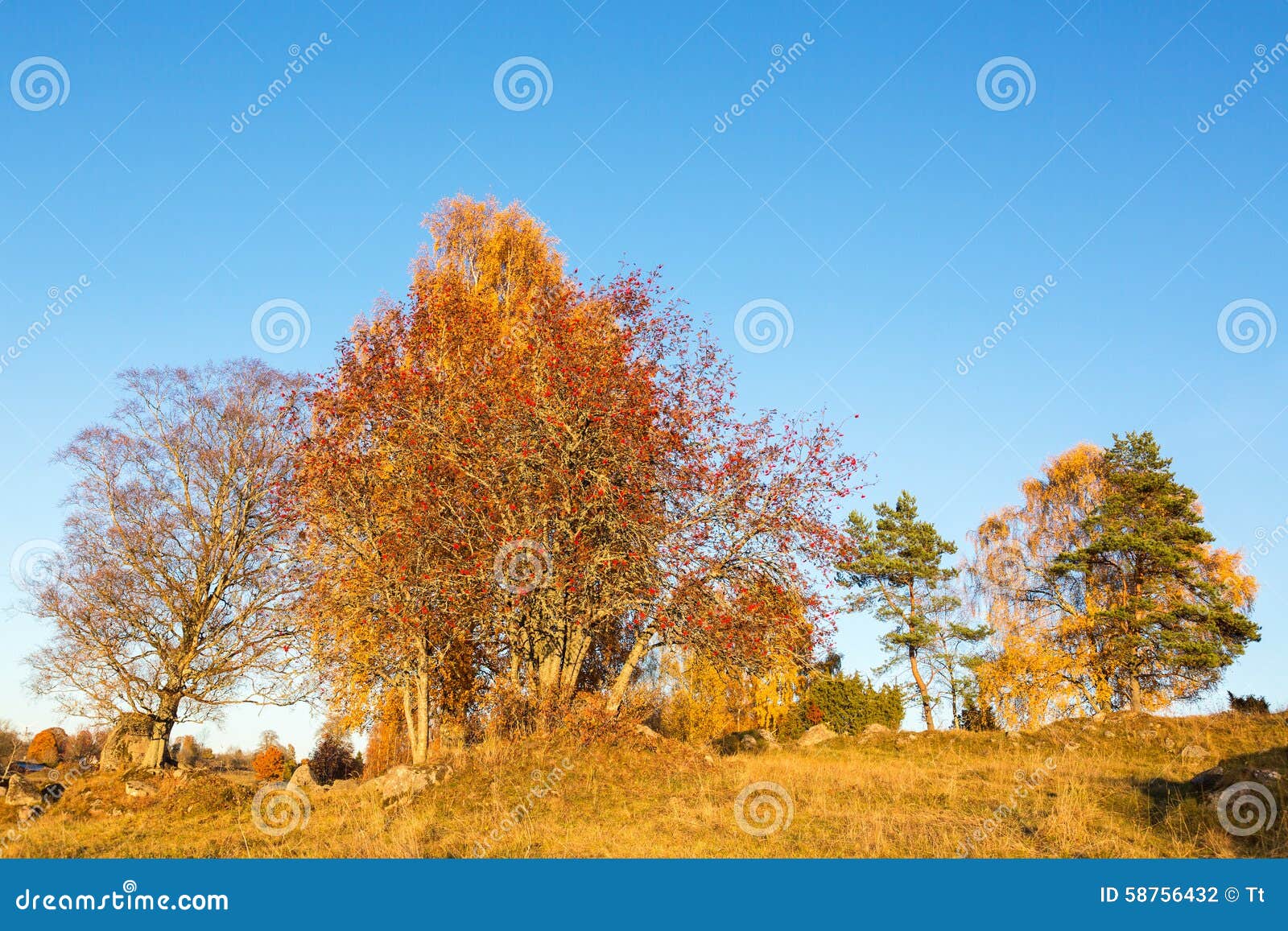 Rowan Tree on a Hill in Fall Stock Photo - Image of berry, field: 58756432