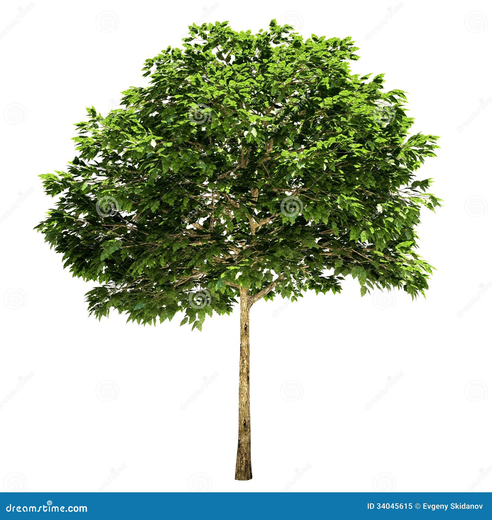 Rowan Tree And Birds Cartoon Vector | CartoonDealer.com #16519967