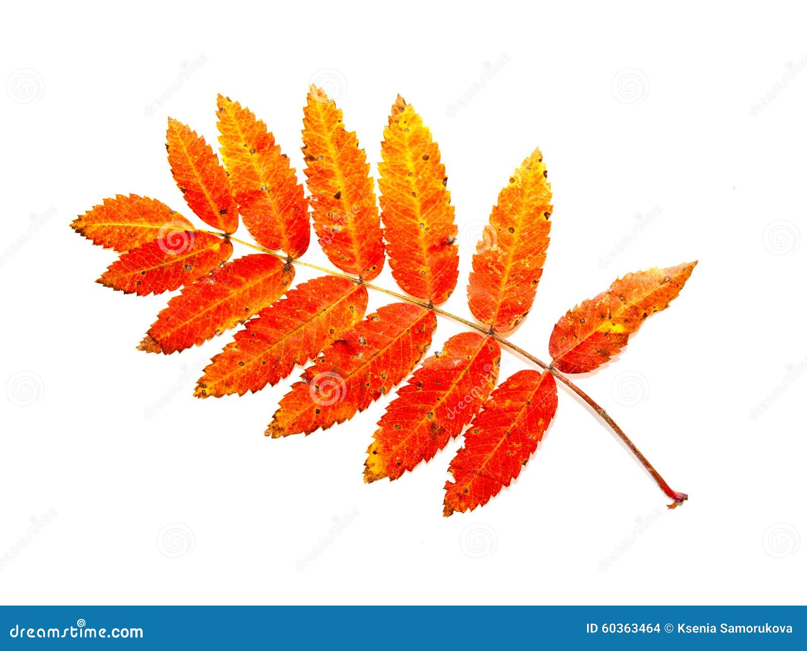 Rowan tree leaf stock photo. Image of mountain, october - 60363464