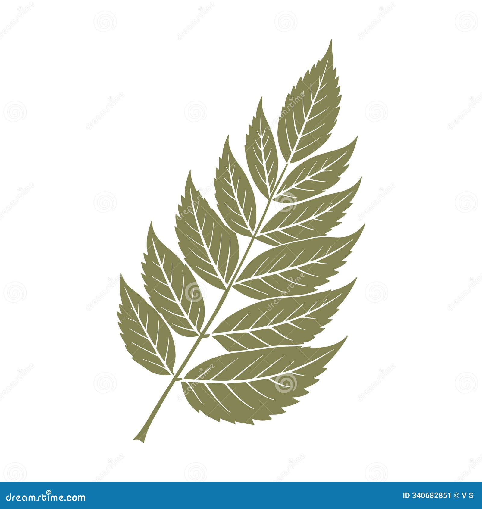 Rowan Tree Leaf Silhouette on White Background. Autumn Design Element ...
