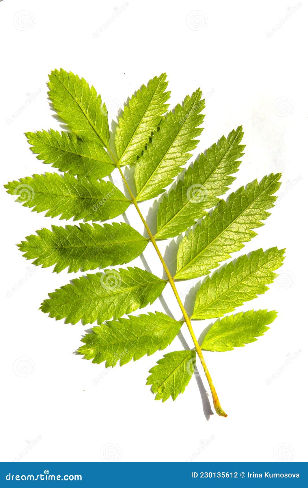 Rowan Tree Leaf on White Background. Stock Photo - Image of leaves ...