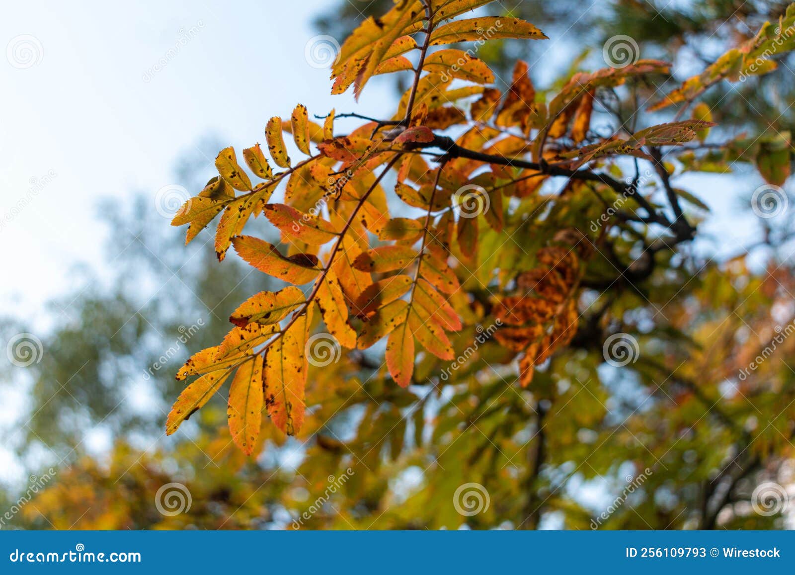 Rowan Tree Leaves in Autumn Colors Stock Image - Image of foliage ...