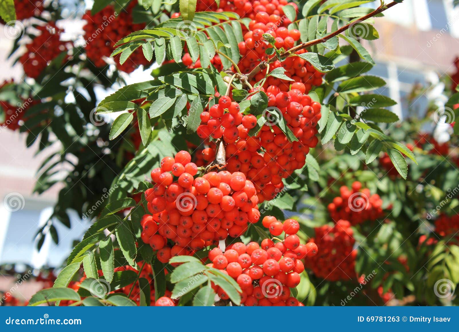 Rowan Tree Leaves with Berries 18571 Stock Image - Image of bright ...